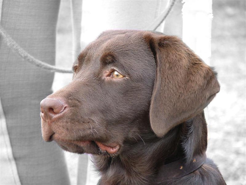 Assistance Dogs | Wylanbriar Labradors