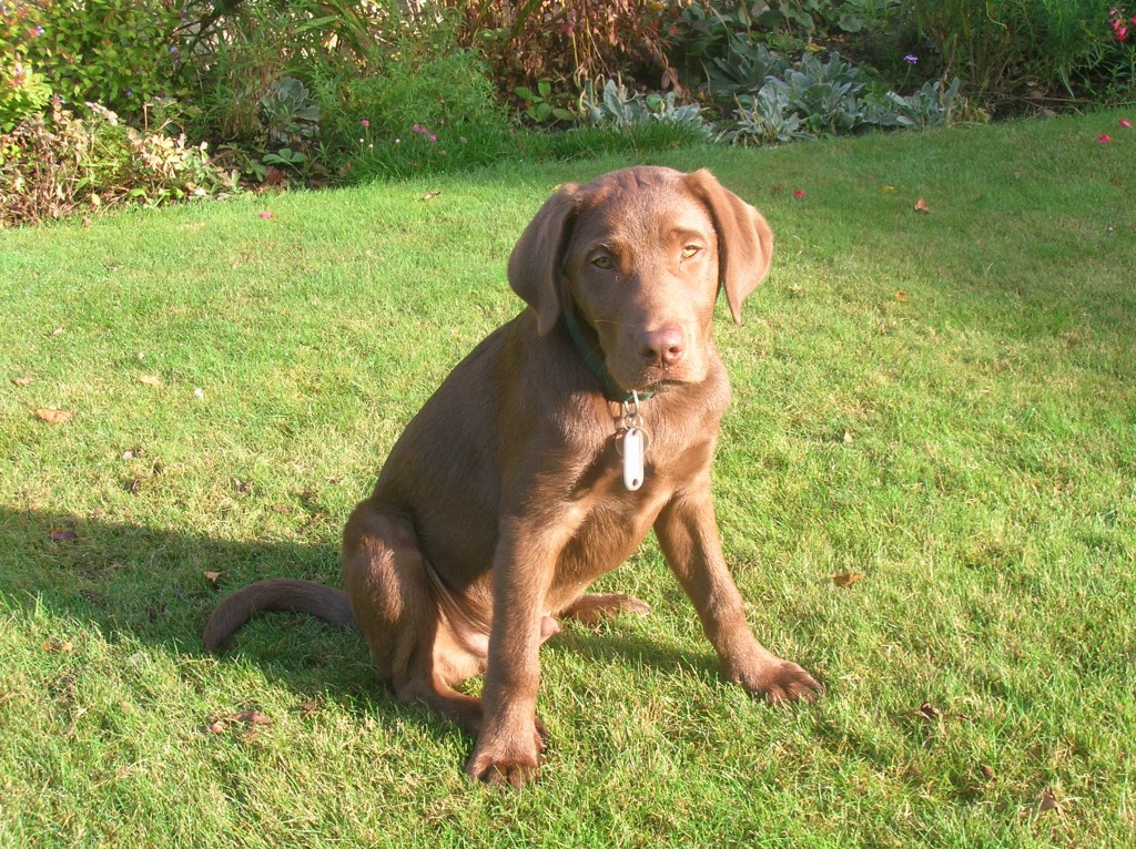 Assistance Dogs | Wylanbriar Labradors