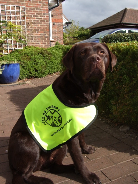 Assistance Dogs | Wylanbriar Labradors
