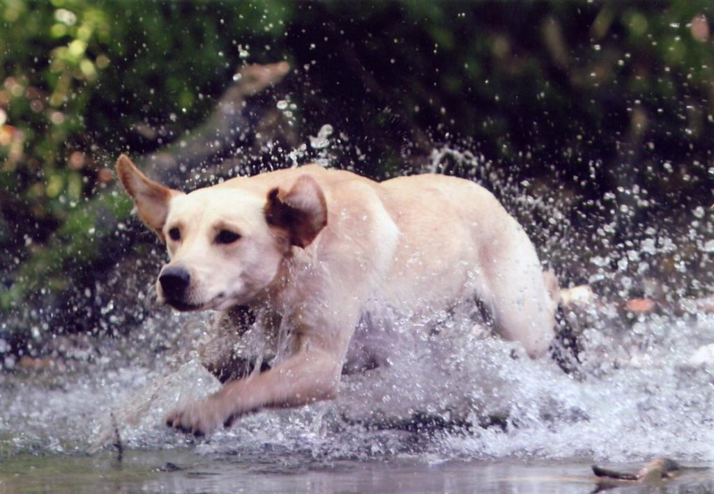 ‘I think my dog has a broken tail !!’ – Cold Tail | Wylanbriar Labradors