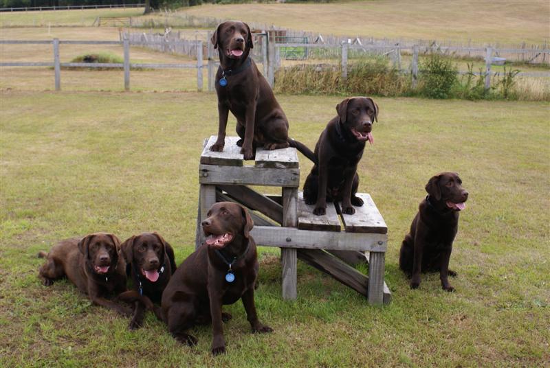 Galleries | Wylanbriar Labradors