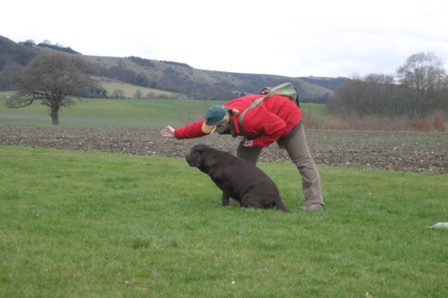 ‘Are all Chocolate Labradors untrainable?’ | Wylanbriar Labradors
