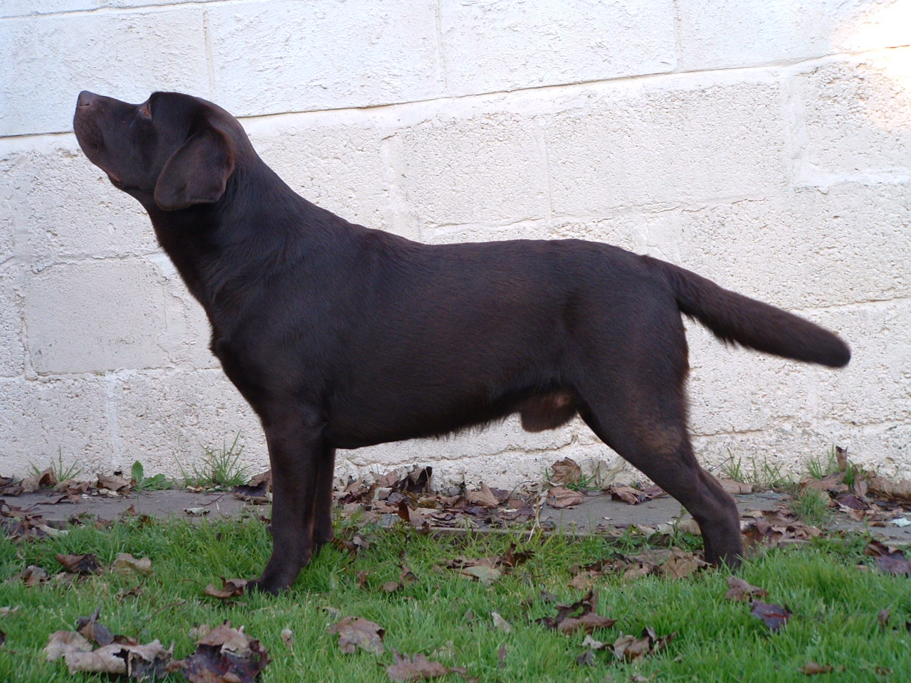 ‘Types’ of Labradors | Wylanbriar Labradors