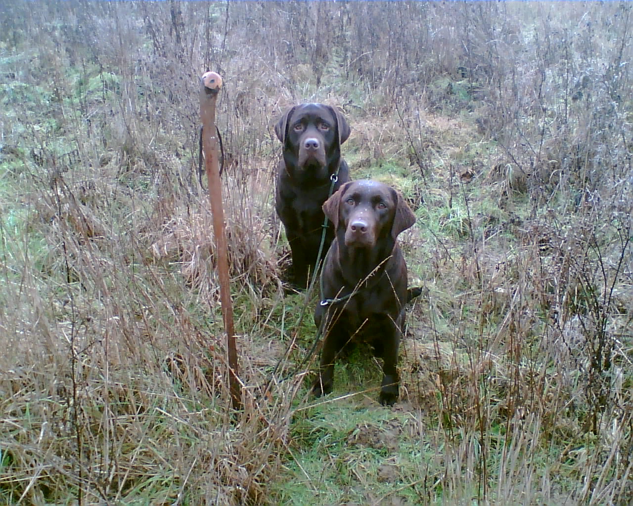 ‘Ducking and Diving’ | Wylanbriar Labradors