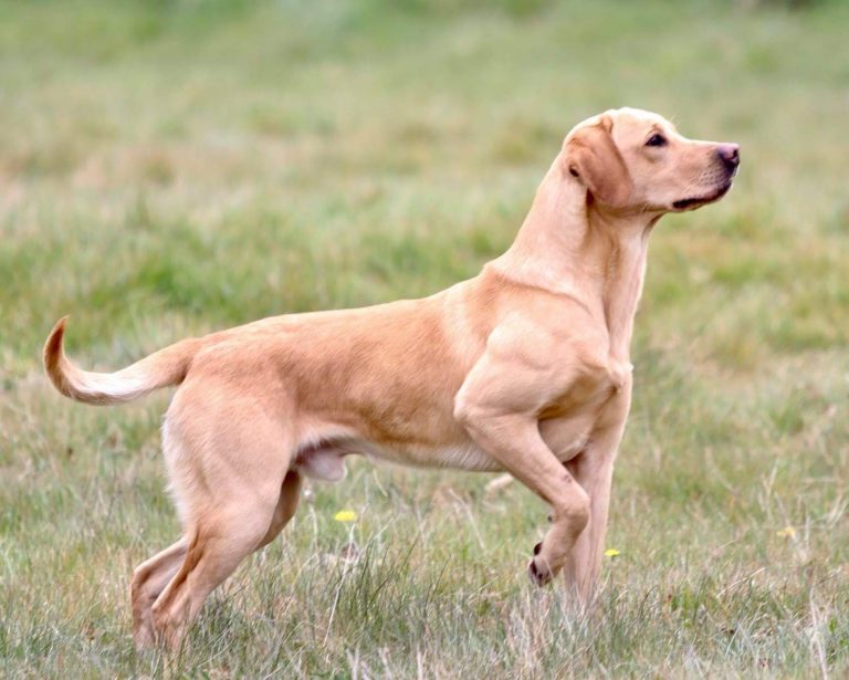 The Wylanbriar Stud Team | Wylanbriar Labradors