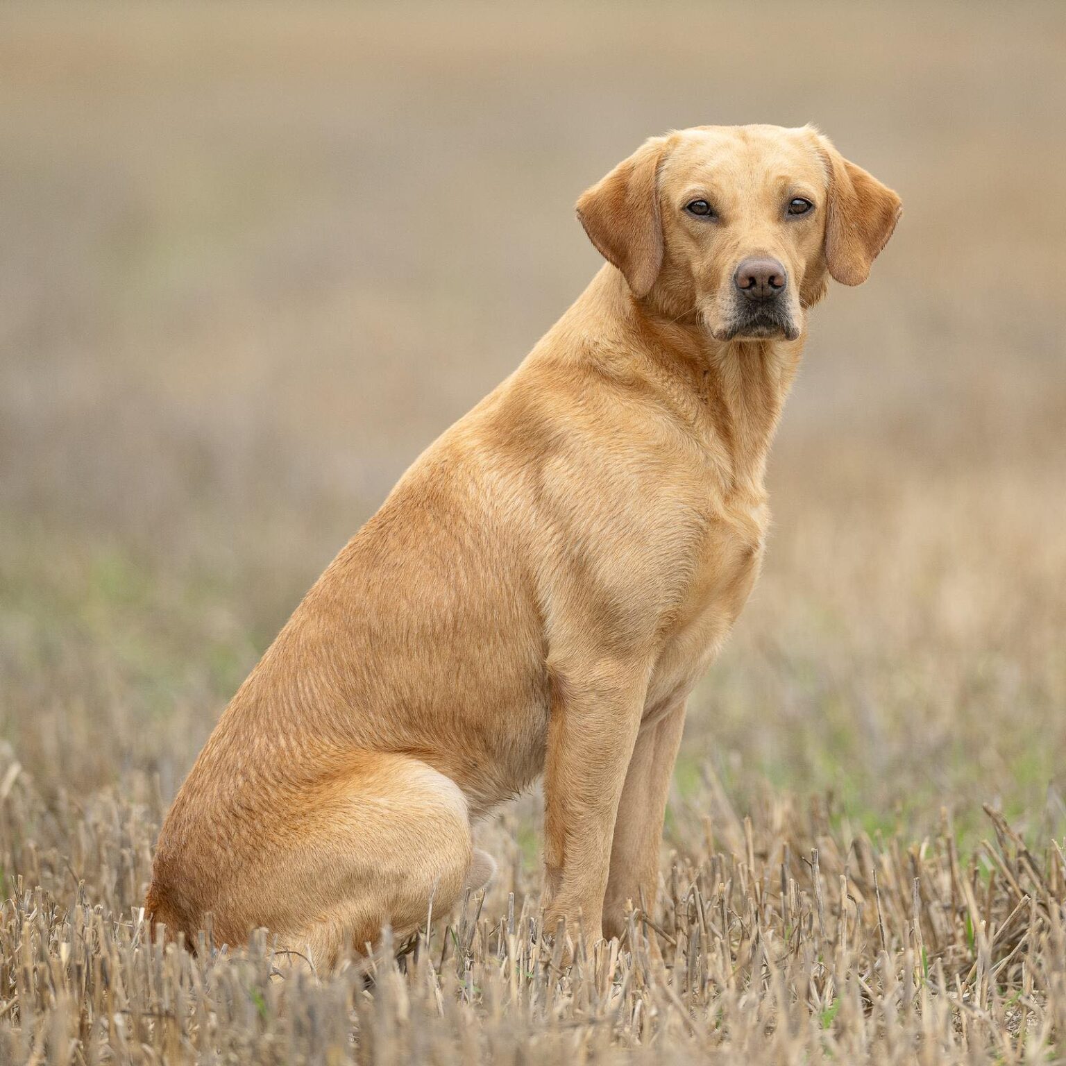 The Wylanbriar Stud Team | Wylanbriar Labradors