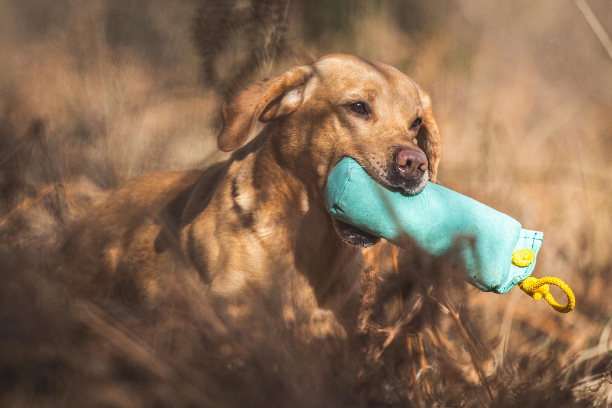 The Wylanbriar Stud Team | Wylanbriar Labradors