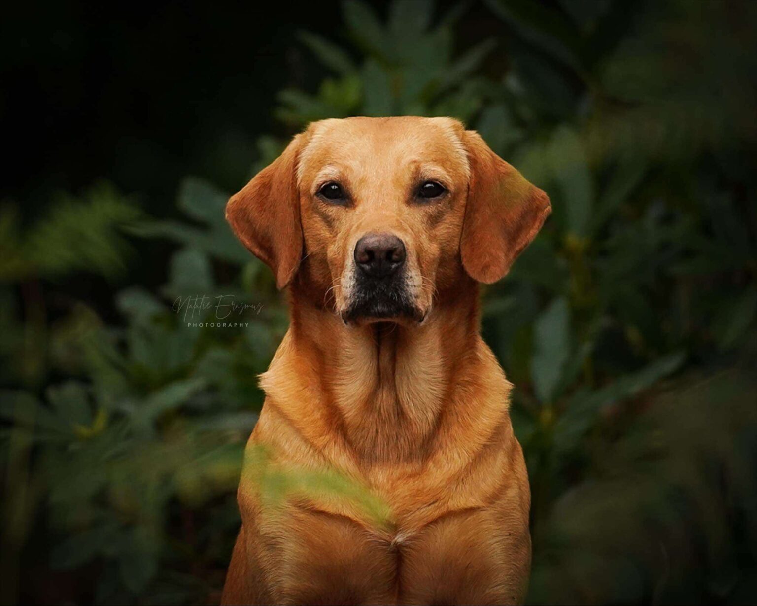 The Wylanbriar Stud Team | Wylanbriar Labradors